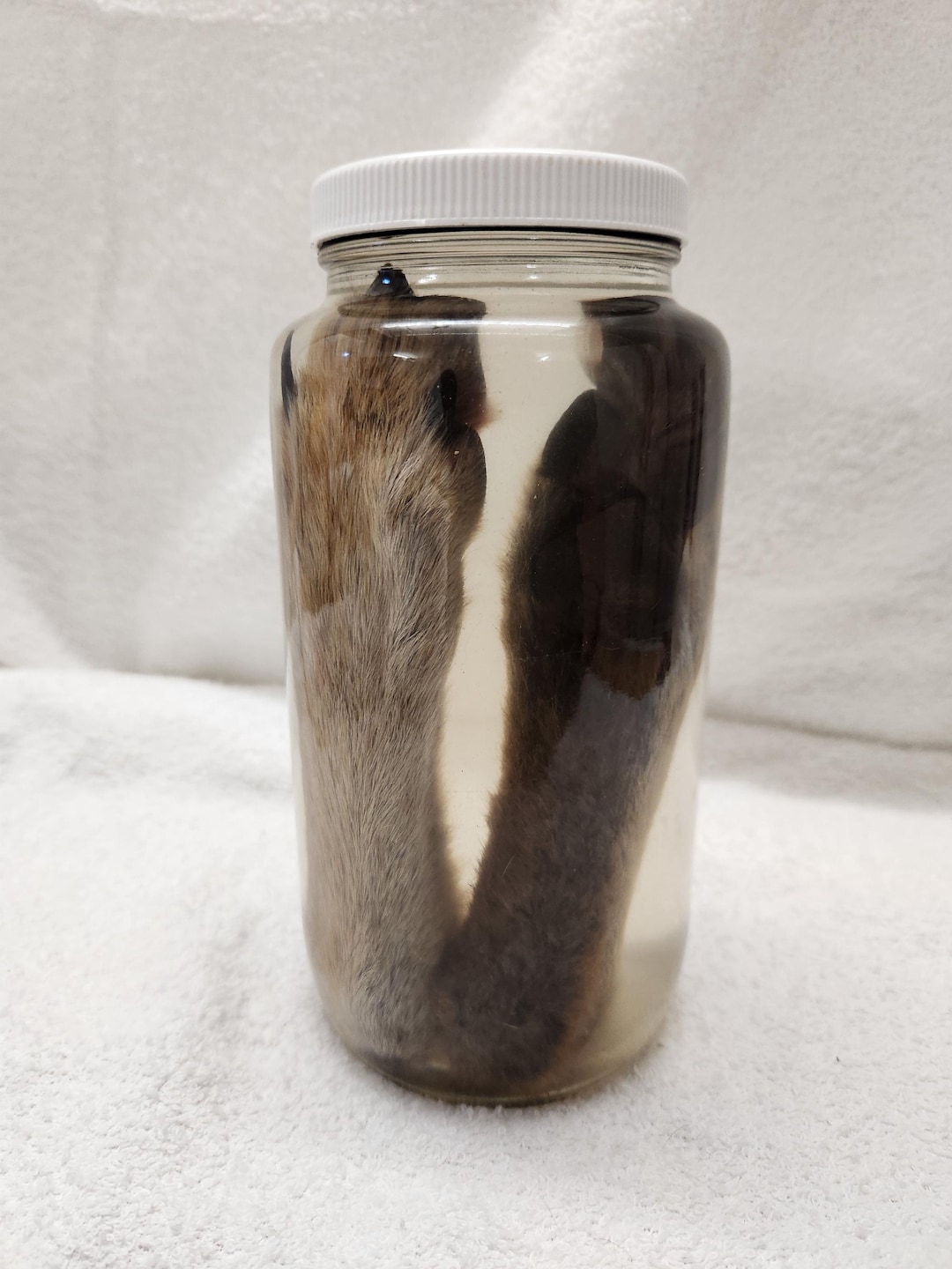 Animal Feet/paws - Wet Specimens - Etsy