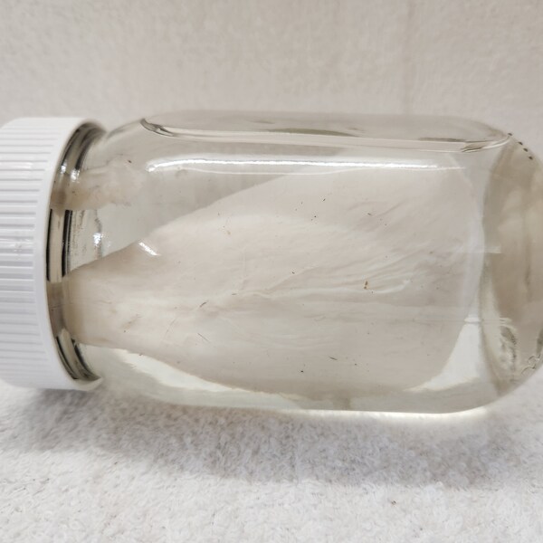 Wet Specimens - Etsy
