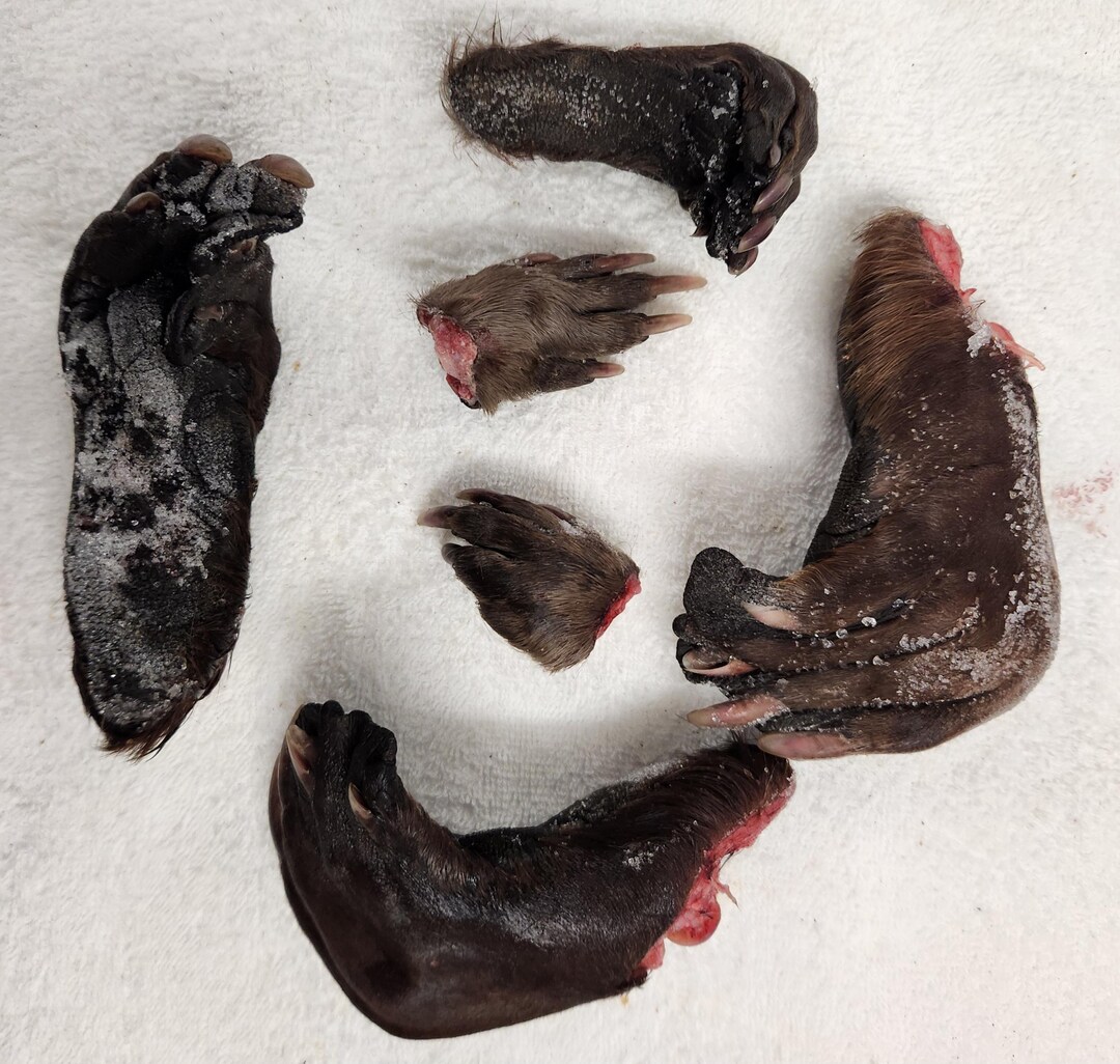 Bulk Beaver Feet - Etsy