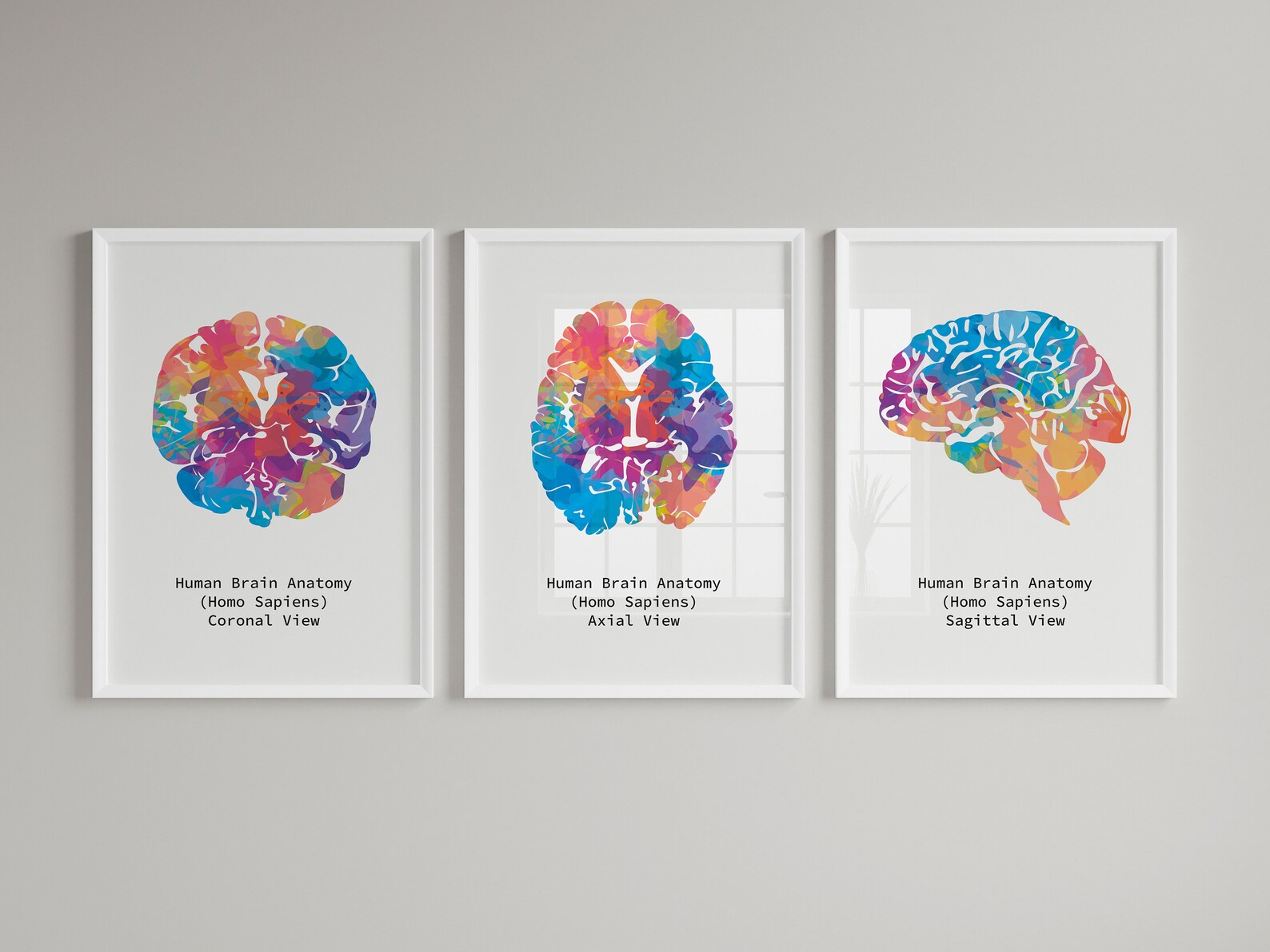 Human Brain Art, Axial, Coronal, Sagittal Sections View, Neuroscience ...