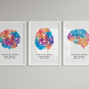 Human Brain Art, Axial, Coronal, Sagittal Sections View, Neuroscience ...