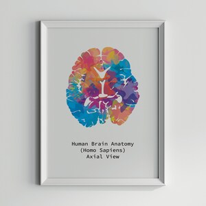 Human Brain Art, Axial, Coronal, Sagittal Sections View, Neuroscience ...