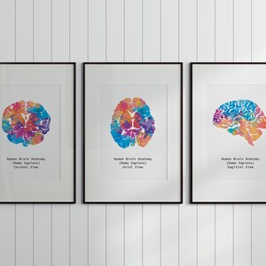 Human Brain Art, Axial, Coronal, Sagittal Sections View, Neuroscience ...