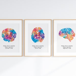 Human Brain Art, Axial, Coronal, Sagittal Sections View, Neuroscience ...