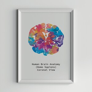 Human Brain Art, Axial, Coronal, Sagittal Sections View, Neuroscience ...