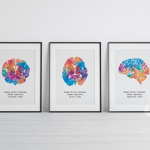 Human Brain Art, Axial, Coronal, Sagittal Sections View, Neuroscience ...
