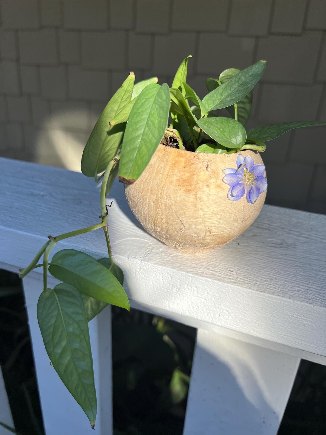Cebu Blue Pothos mai Tai Tropical Coconut Shell 4 Pot - Etsy