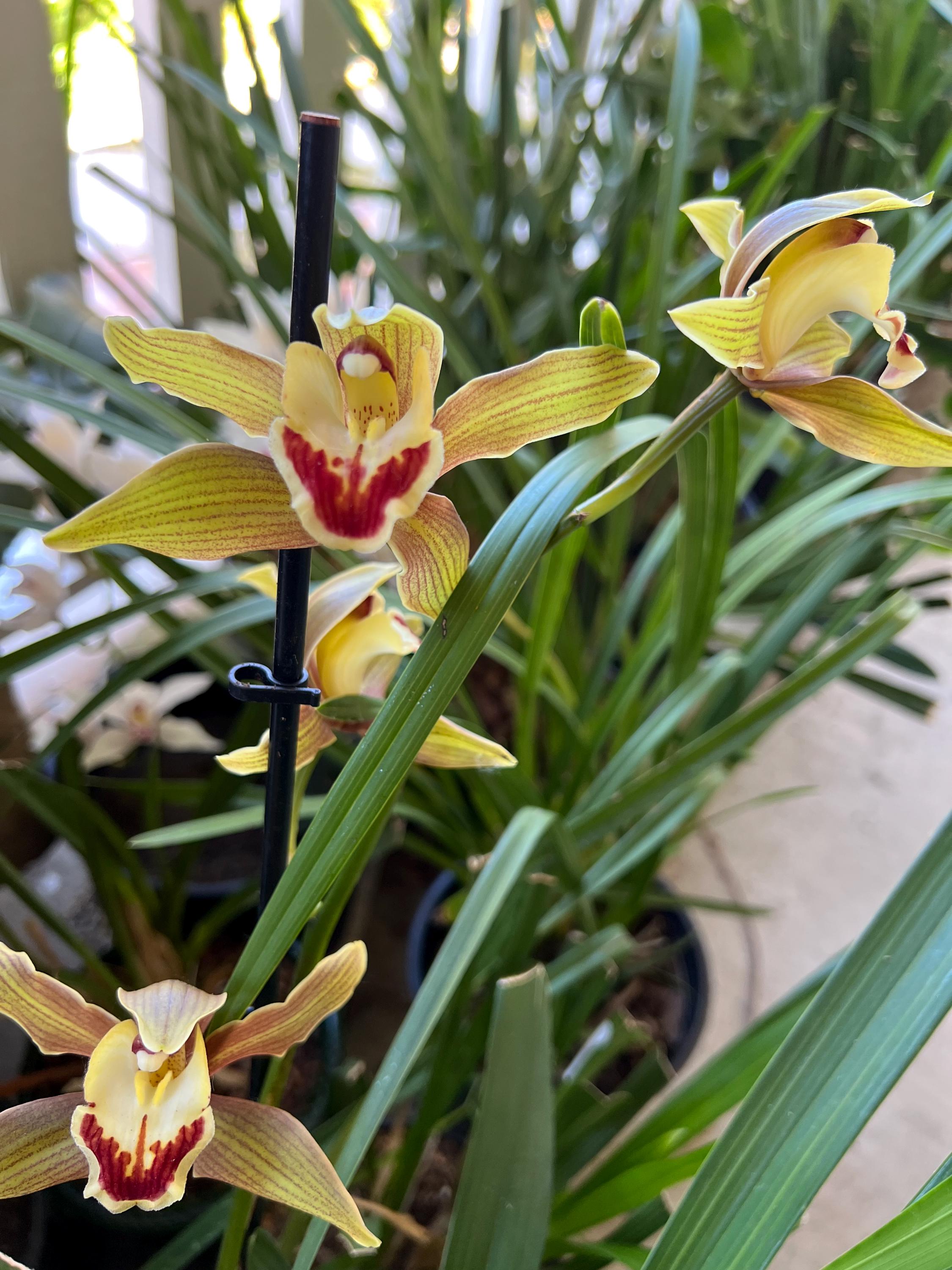 Orchid Cymbidium Lowianum - 8 Bulbs, Flower Spike, 27" Height, Yellow ...