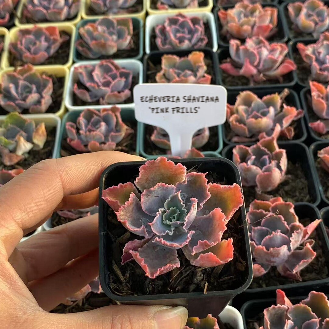 Echeveria Shaviana 'pink Frills', Live Mini Succulent Plants, Low ...