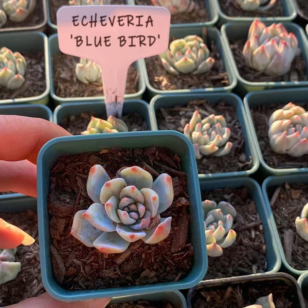 Echeveria 'blue Bird', Rare Live Succulent Plant Fully Rooted in 4 ...