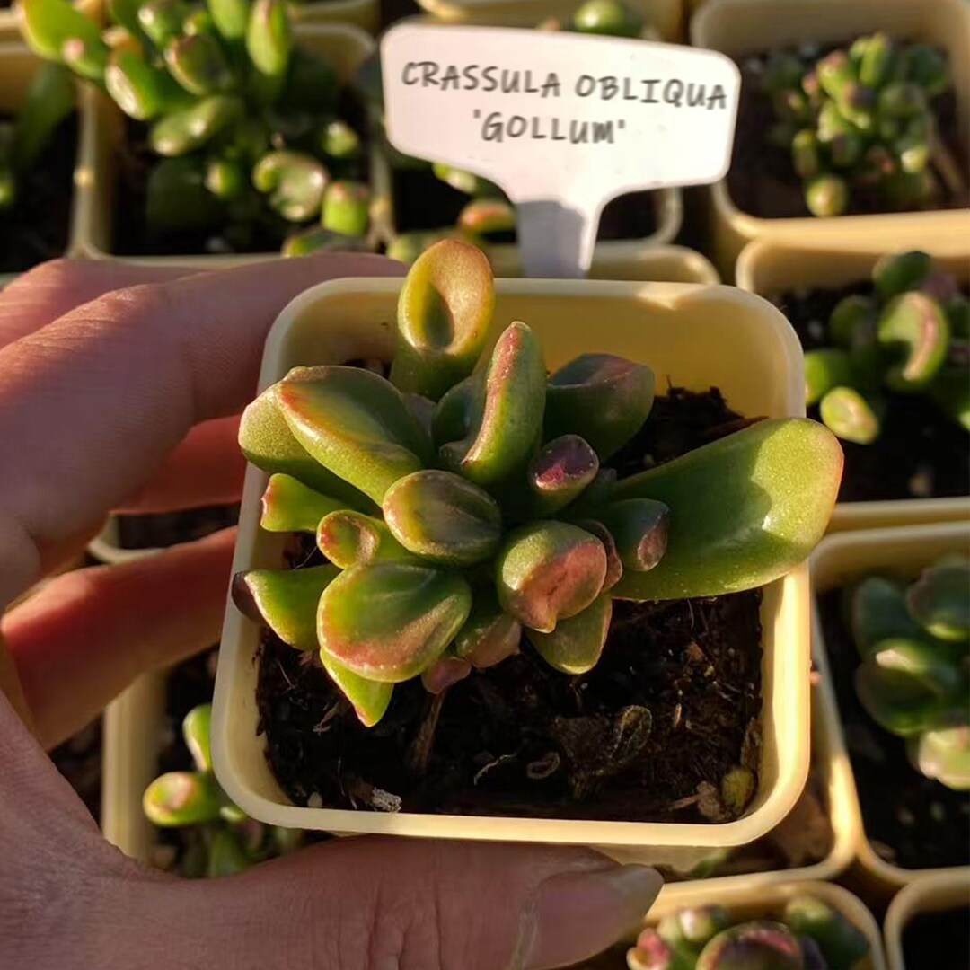 Jade Plant Crassula Ovata Jade Compact Succulent Plants Live, Hand ...