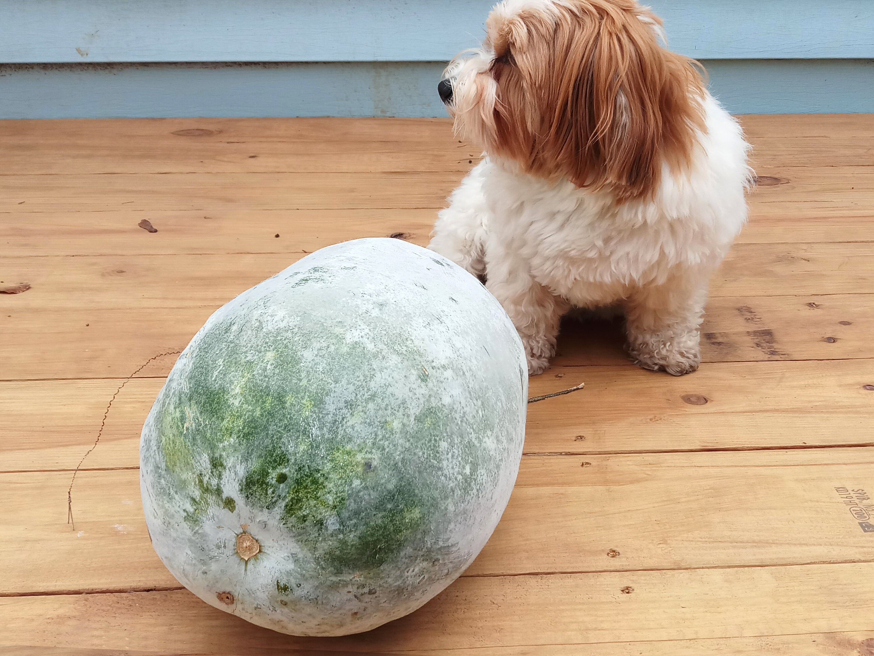 Chinese Winter Melon Seeds 10 Seeds Wax Gourd, Ash Gourd Heirloom, Non ...