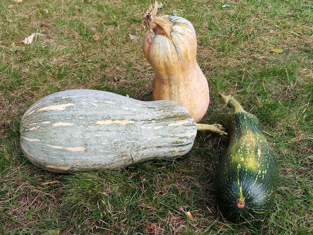 Rare Chinese Pumpkin Seeds 中国南瓜: Sweet & Tender – 10 Organic Heirloom ...