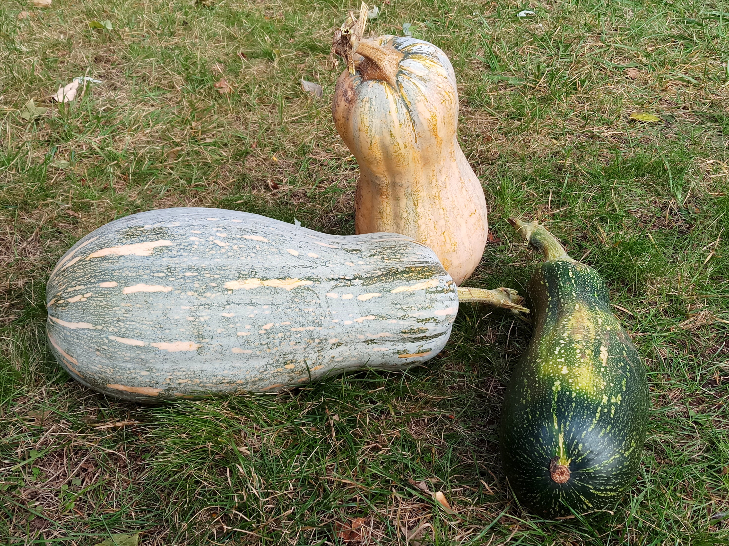 Rare Chinese Pumpkin Seeds | 10 Seeds | Sweet & Tender | Heirloom, Non ...