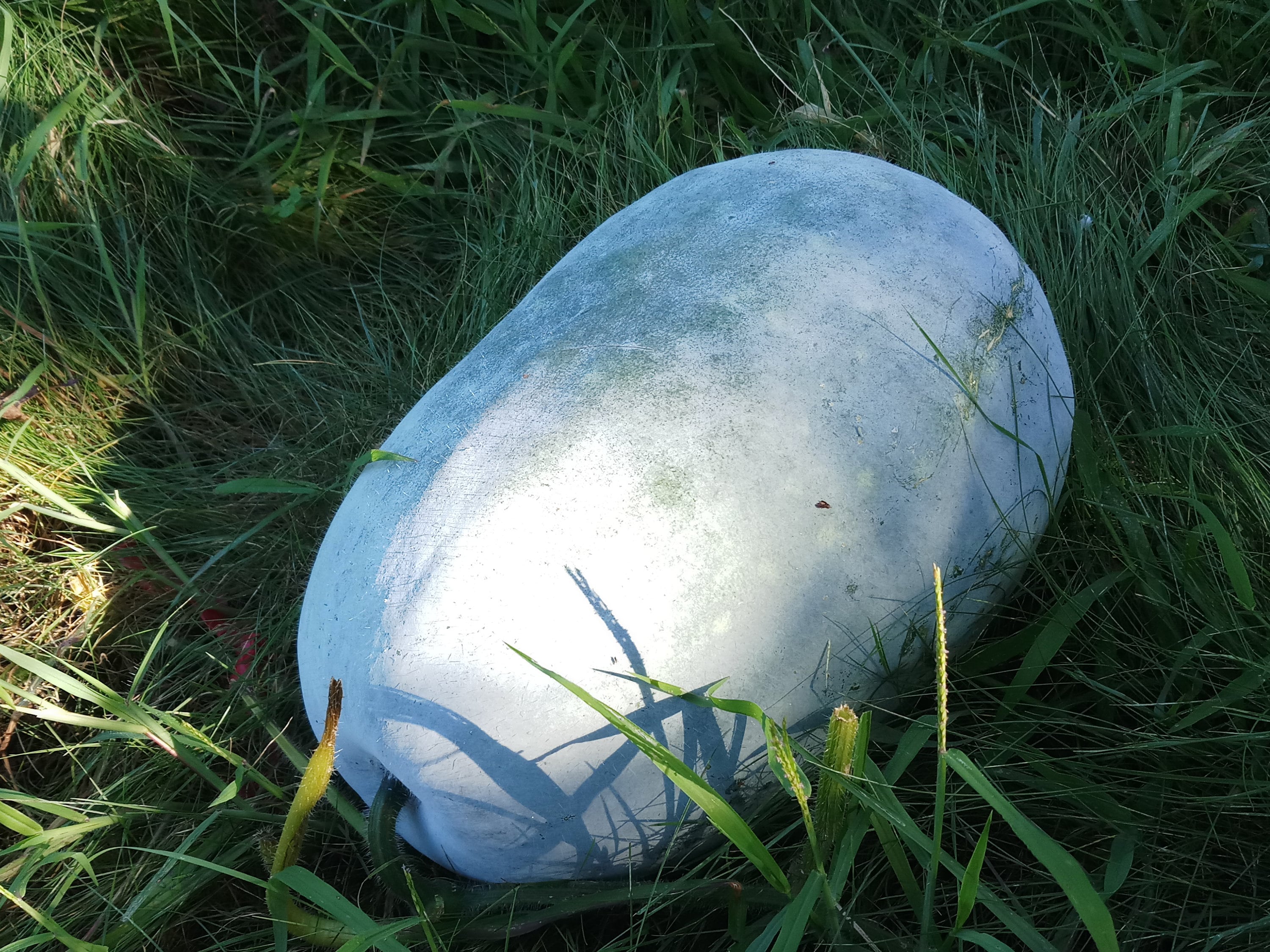 Chinese Winter Melon Seeds 10 Seeds Wax Gourd, Ash Gourd Heirloom, Non ...