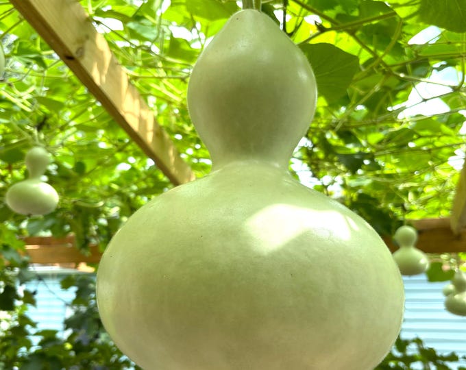 Giant Birdhouse Gourd Seeds | Bottle Gourds, Calabash Gourds | 10 Seeds ...