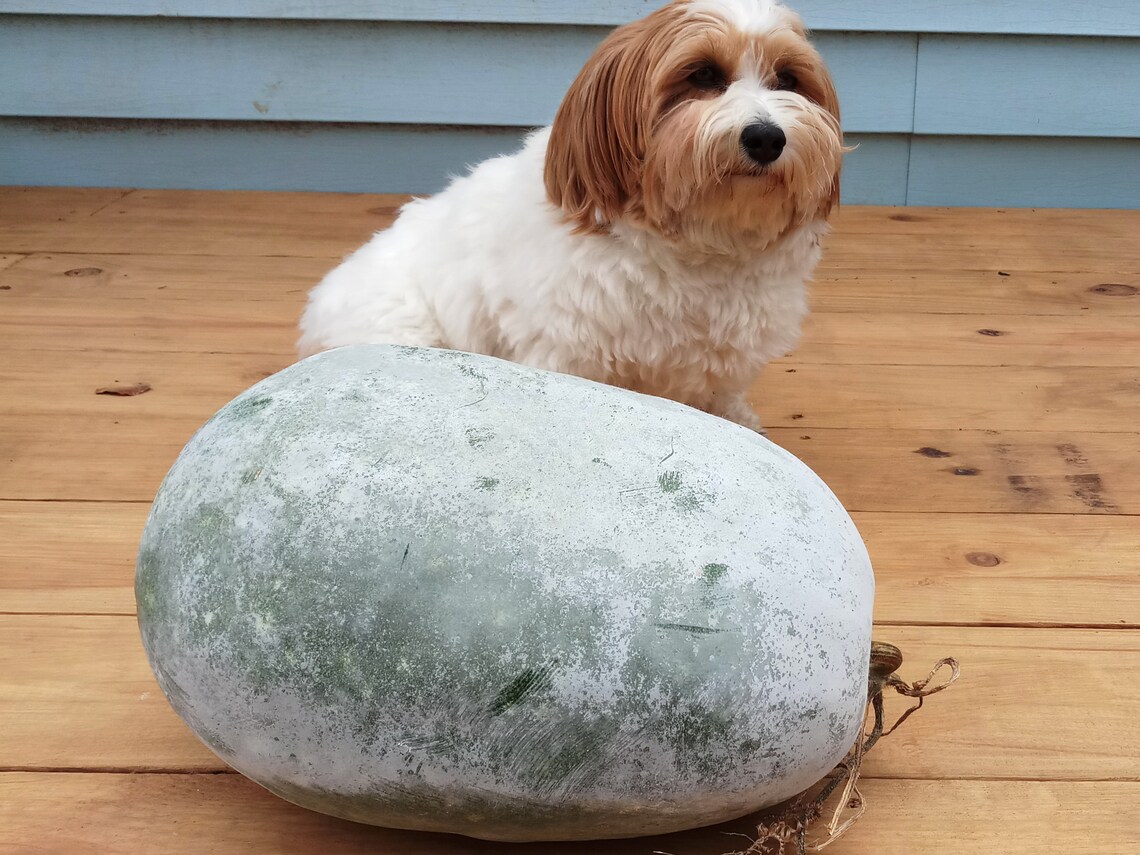 Chinese Winter Melon Seeds 10 Seeds Wax Gourd, Ash Gourd Heirloom, Non ...