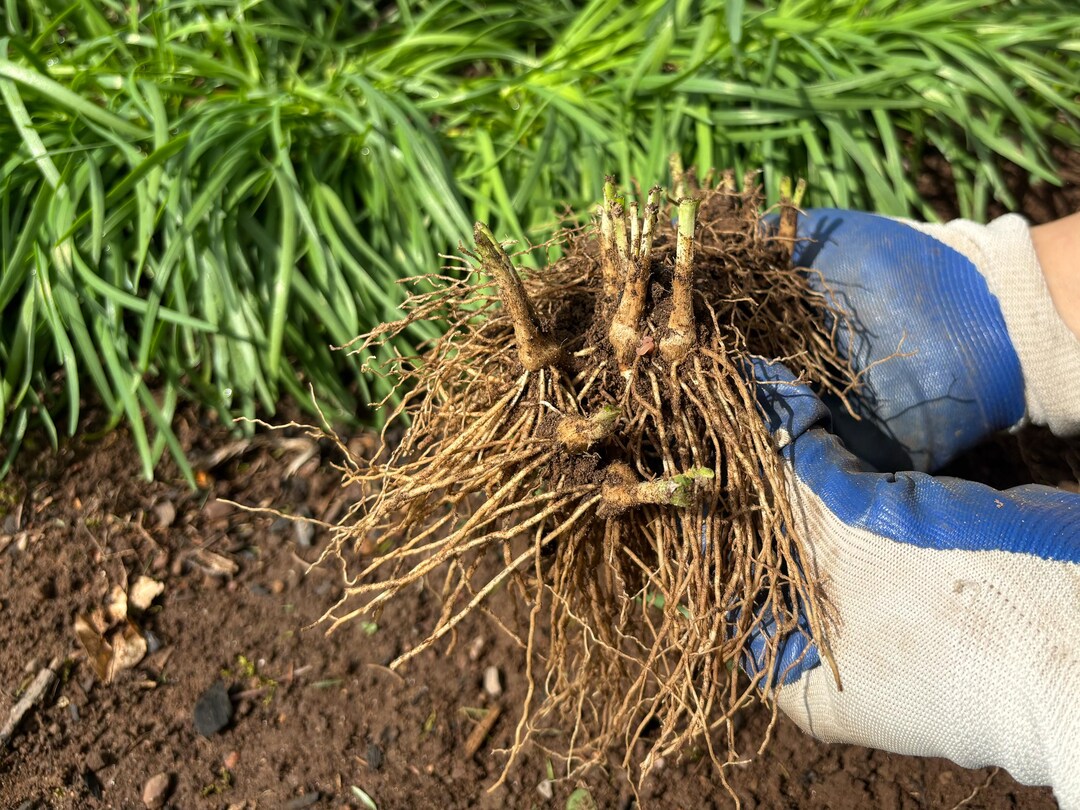25 Chinese Chive Roots 韭菜根 | Garlic Chives, Popular Asian Vegetable ...