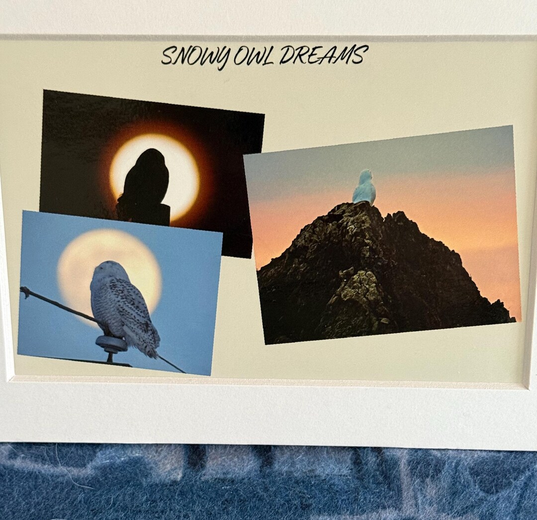 Snowy Owl Picture L Snowy Owls L Owls L Matted Nature Photo L Snowy Owl ...