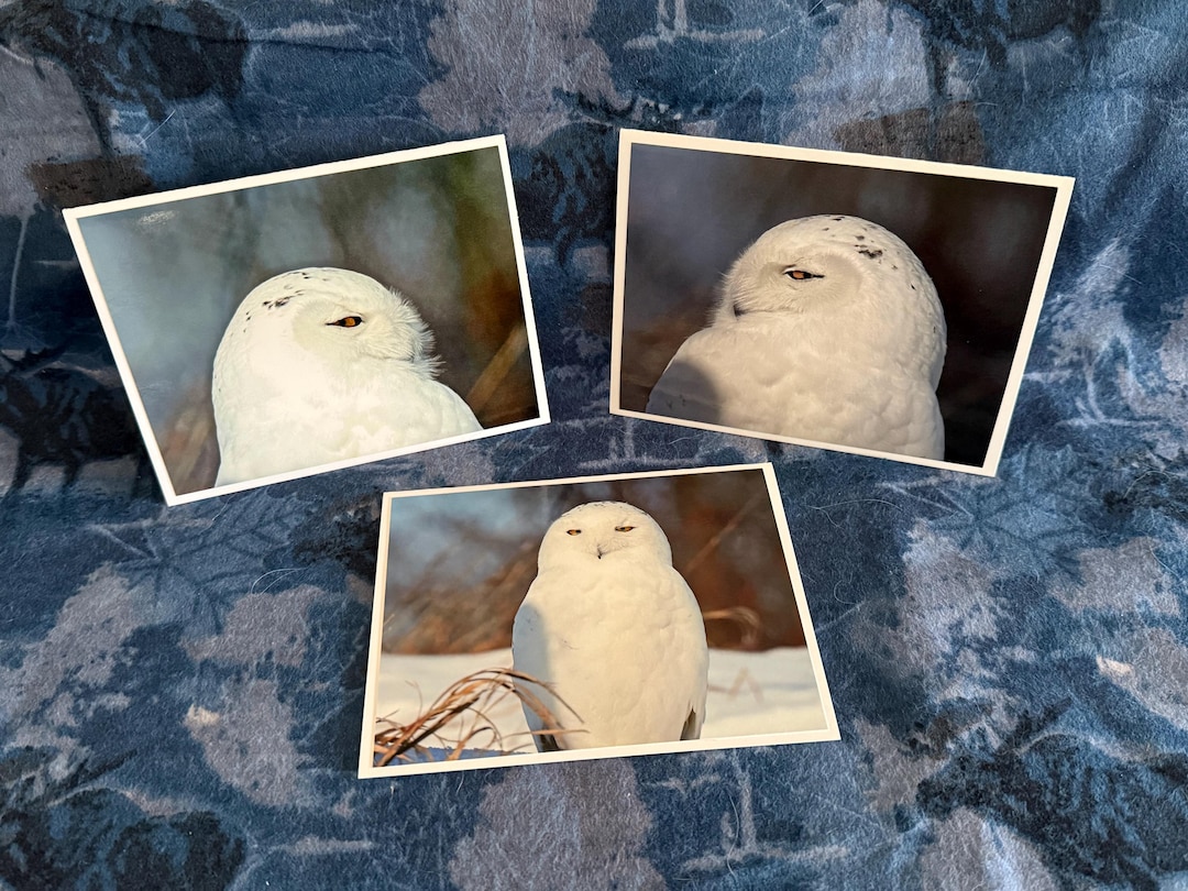 Snowy Owl L Photo Note Cards L Greeting Cards L Snowy Owl Note Cards L ...
