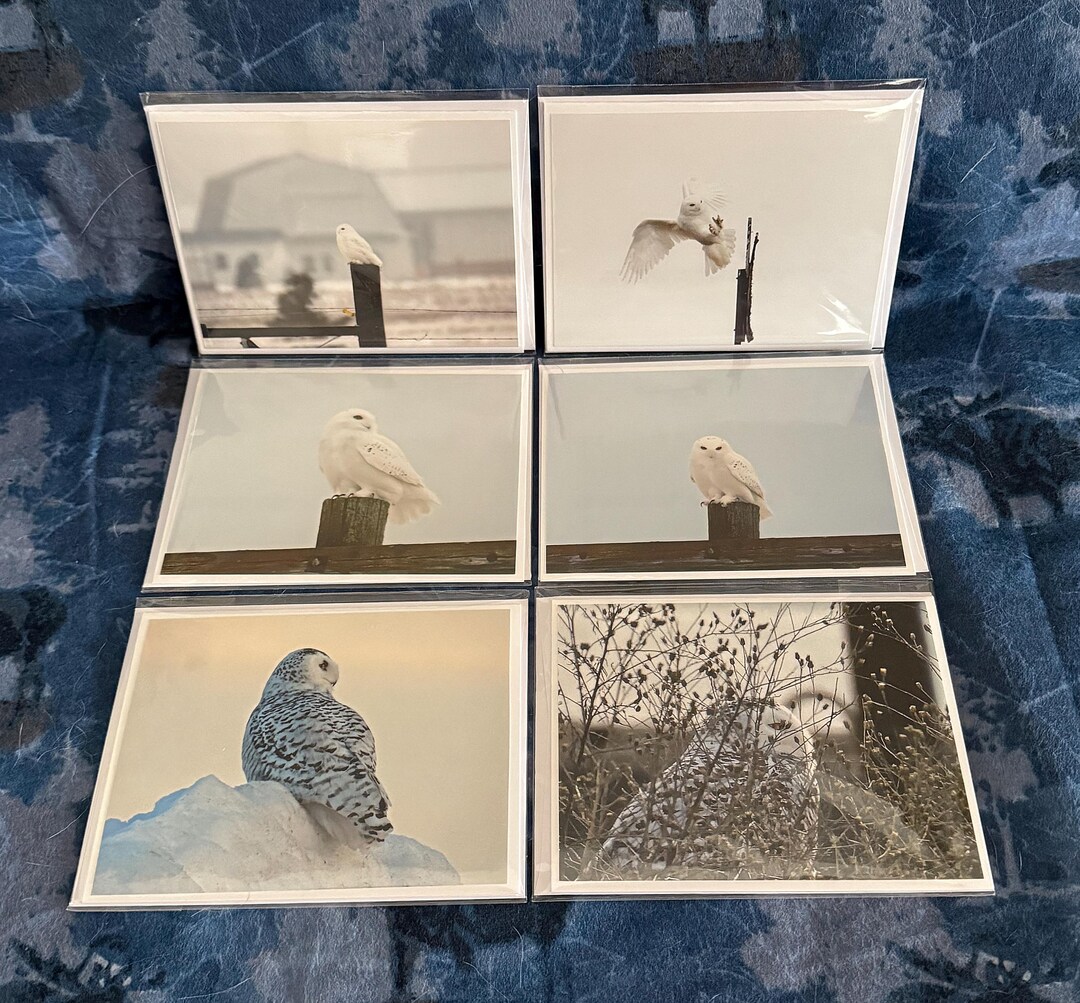 Snowy Owl L Photo Note Cards L Greeting Cards L Snowy Owl Note Cards L ...