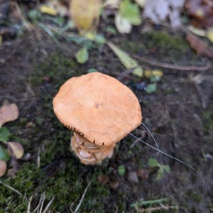 Crankypants, Chanterelle, Grumpy, Mushroom Figurine, Orange Toadstool ...