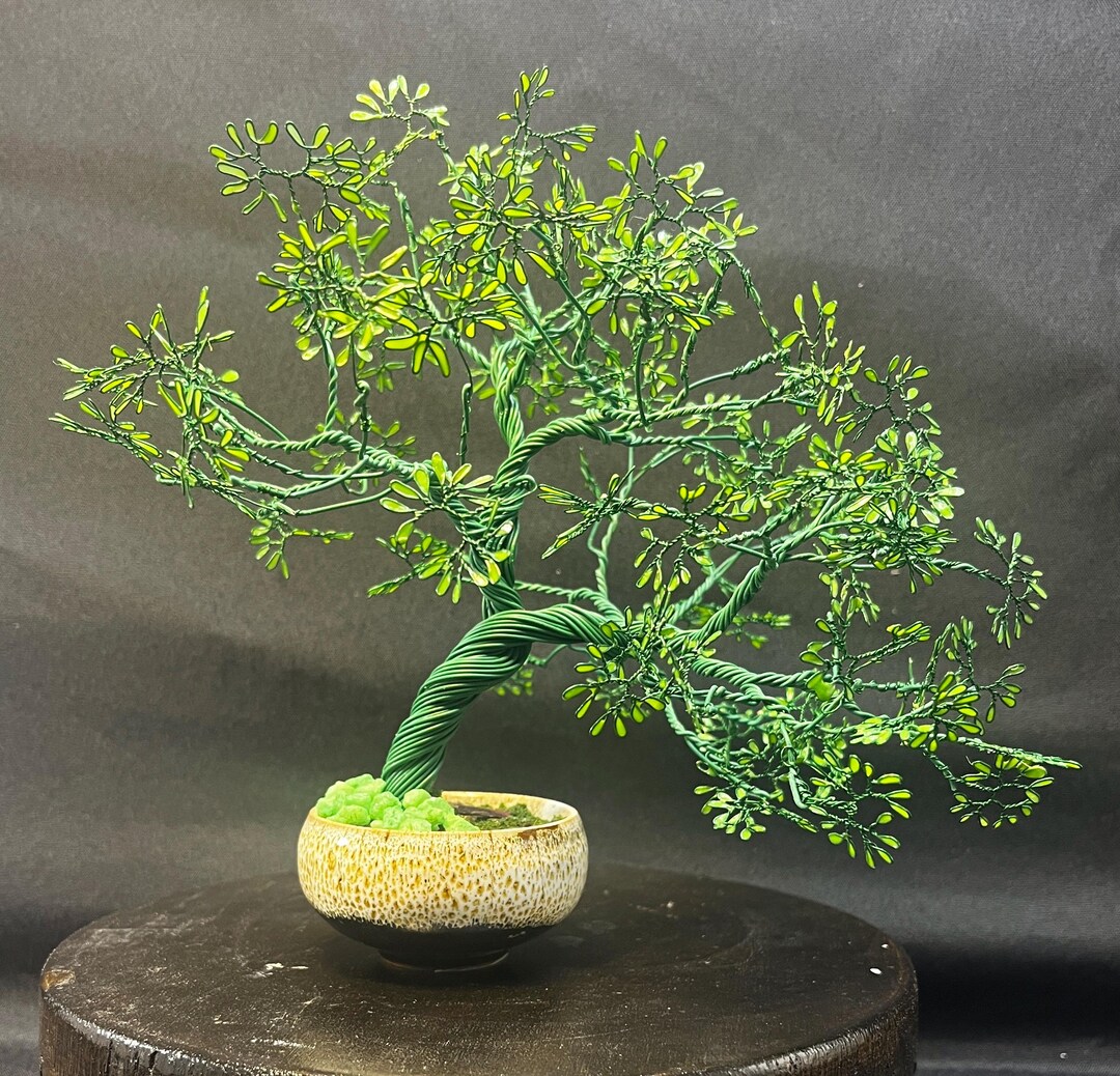 Australian Leptospermum tea Tree Native Wire Bonsai. - Etsy