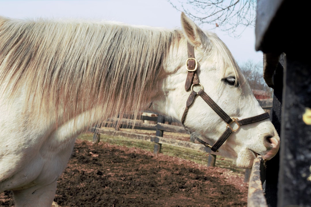 White Horse Cribbing Kentucky Equine Digital Print - Etsy