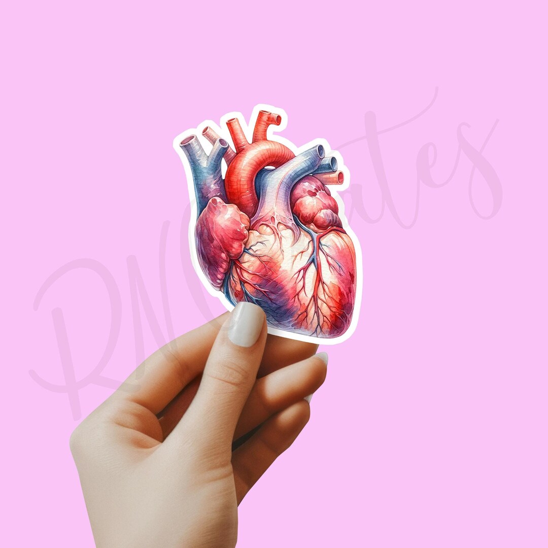 Heart Sticker, Anatomy Sticker, Laptop Sticker, Tumbler Sticker, Water ...