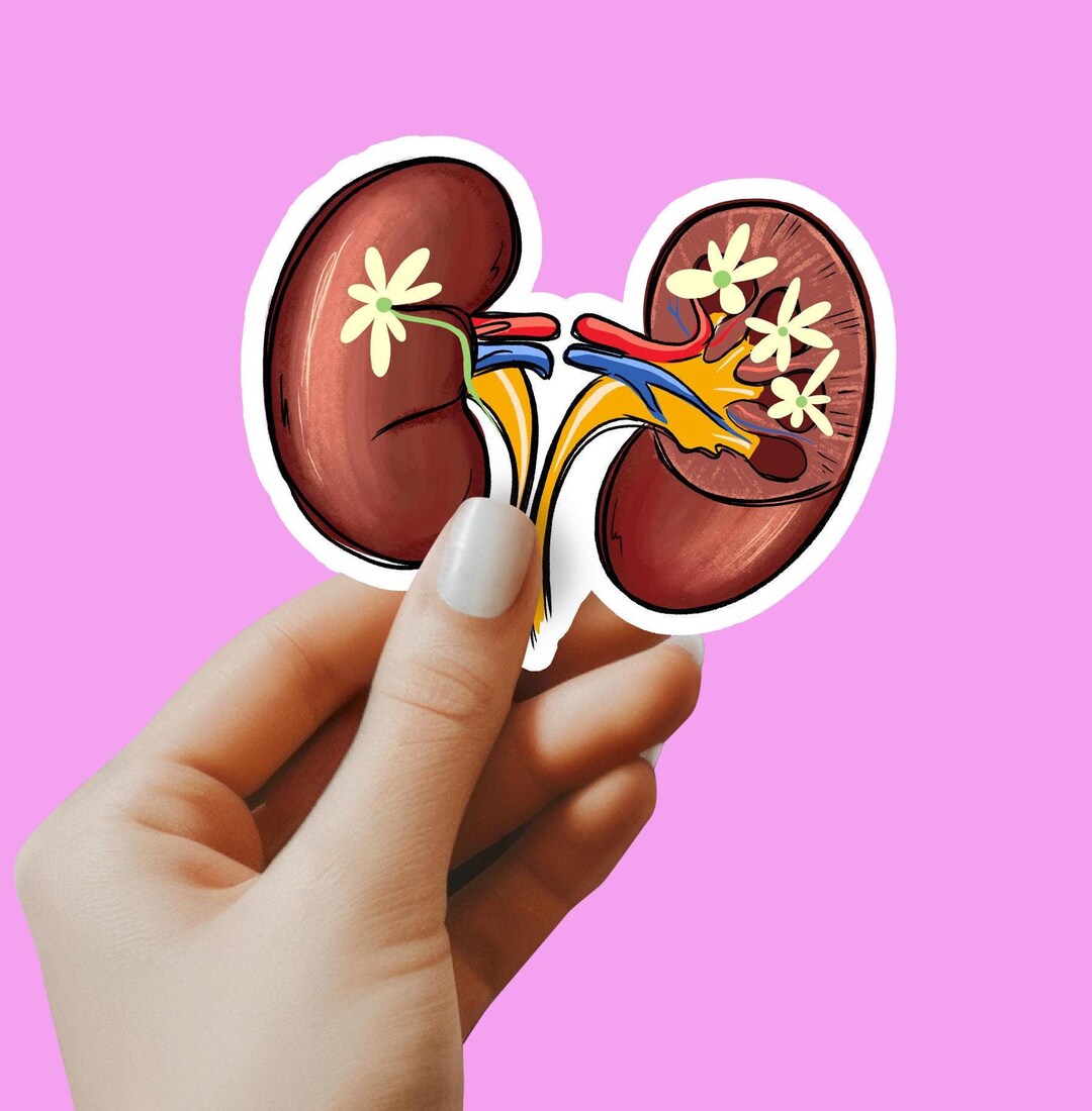 Kidneys Sticker, Anatomy Sticker, GI, Laptop Sticker, Tumbler Sticker ...