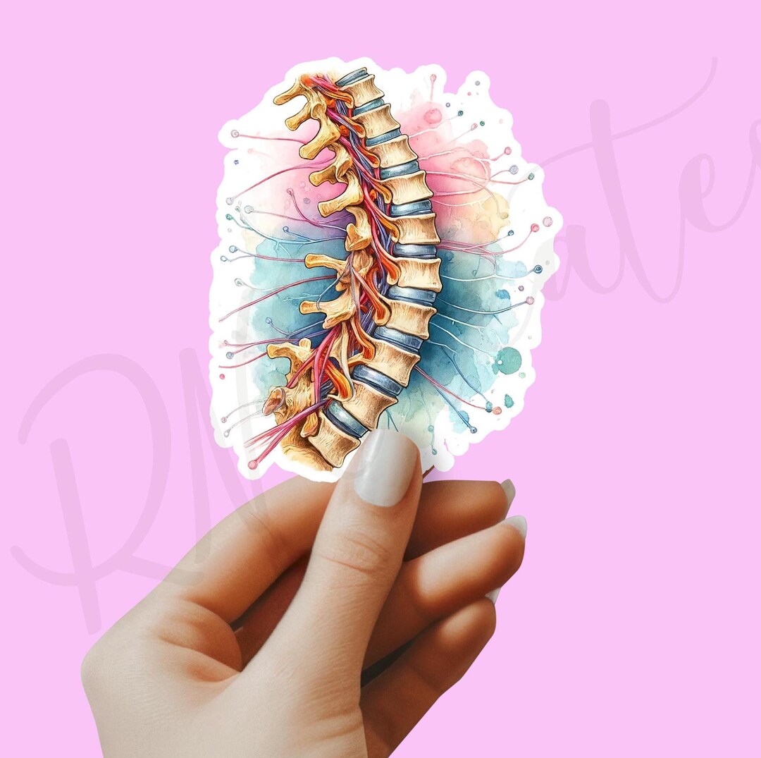 Spine Sticker, Anatomy Sticker, Laptop Sticker, Tumbler Sticker, Water ...