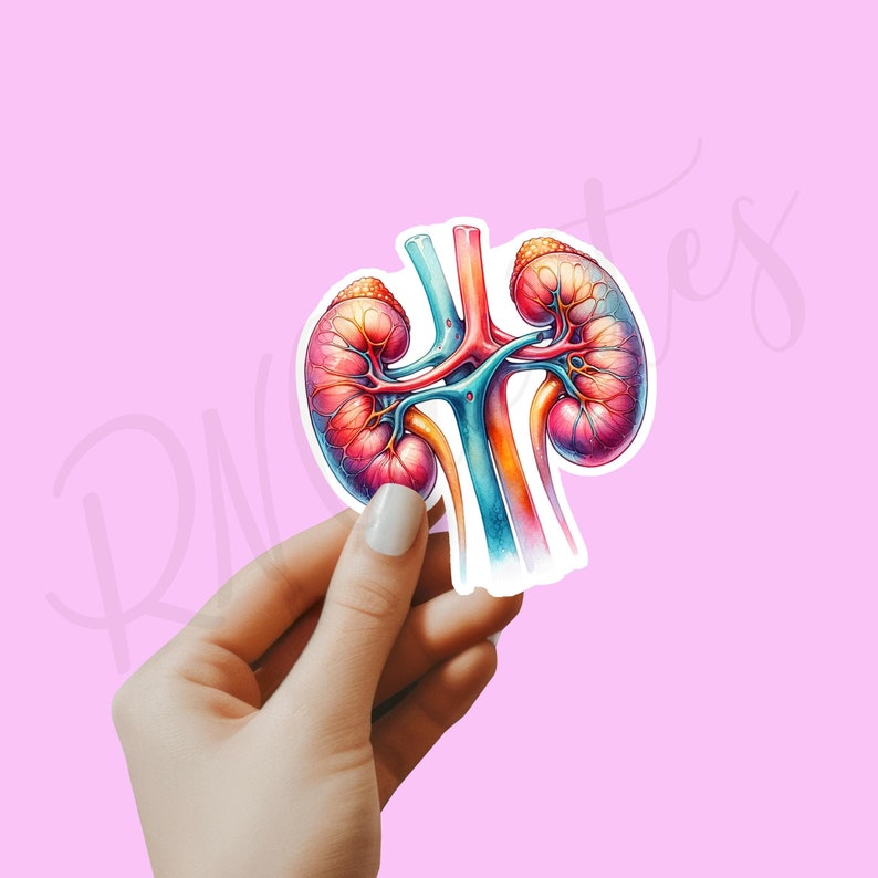 Kidneys Sticker, Renal Sticker, Anatomy Sticker, Laptop Sticker ...