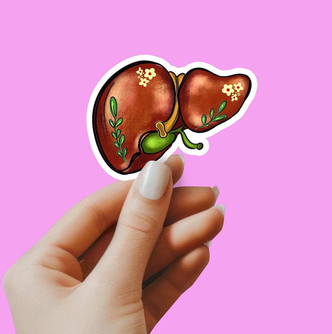 Liver Sticker, Anatomy Sticker, Laptop Sticker, Tumbler Sticker, Water ...