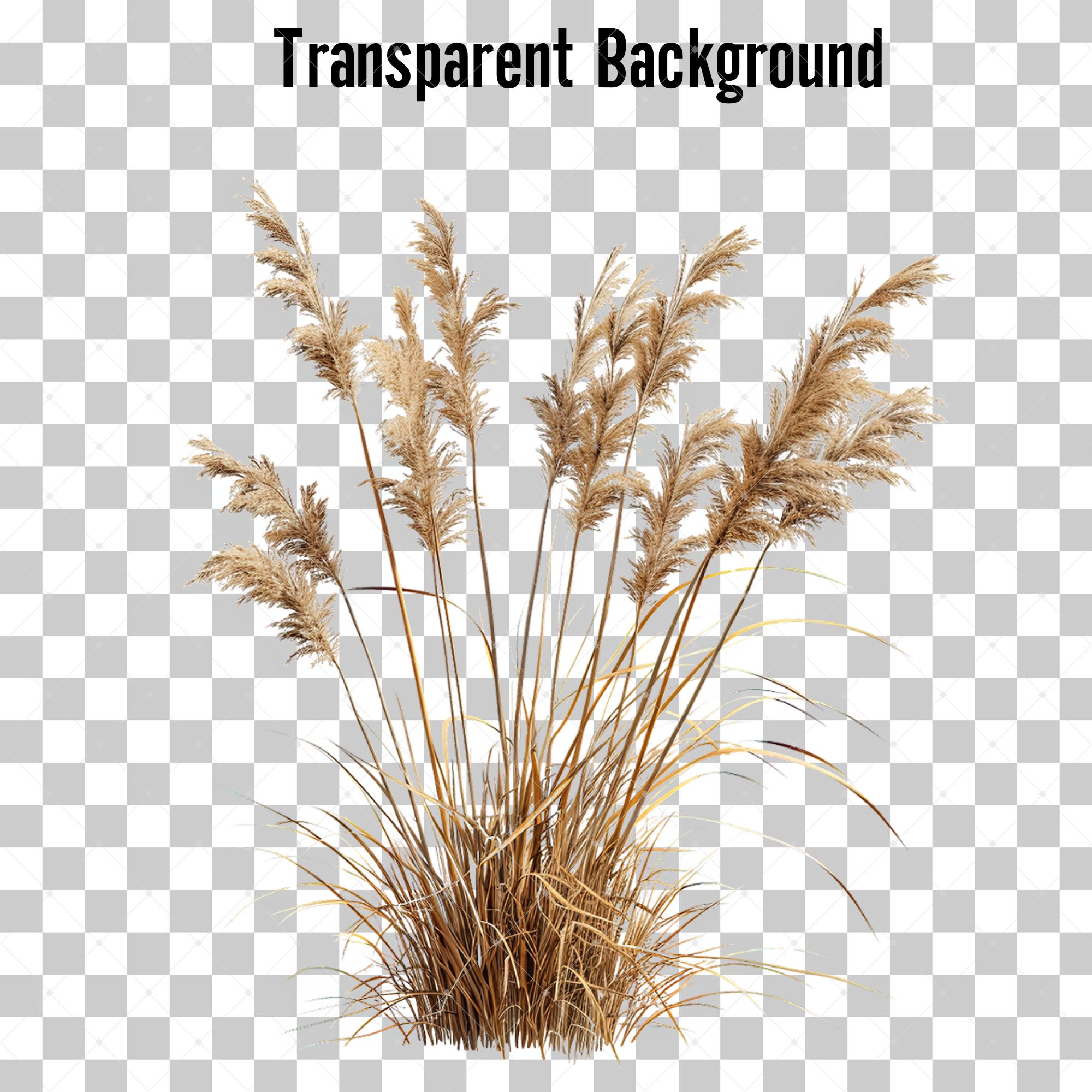 15 Dry Grass Overlays, Photoshop Transparent Background, Autumn Texture ...