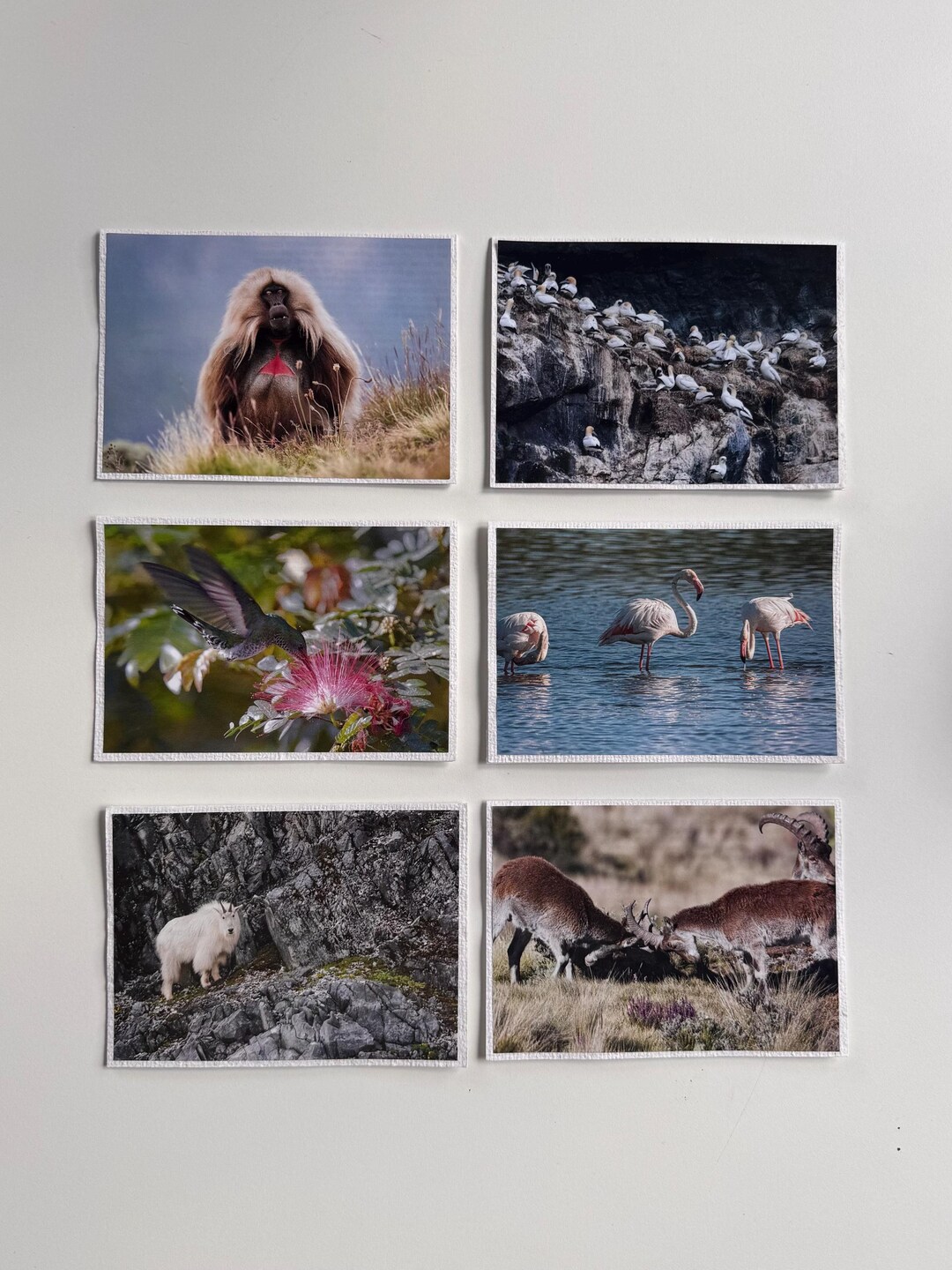 Greeting Cards, Set of 6, Unique & Upcycled With Nature Photography ...