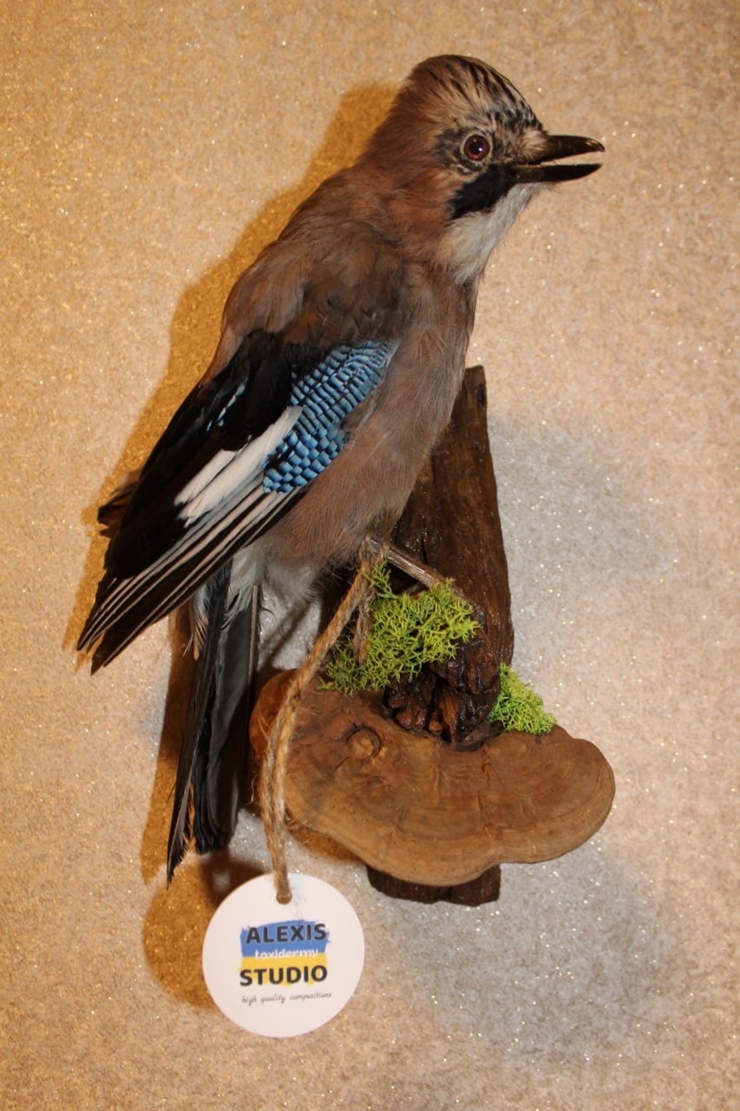 0285 Taxidermy Mockery Jay Bird Real Stuffed Mount Animal Garrulus ...