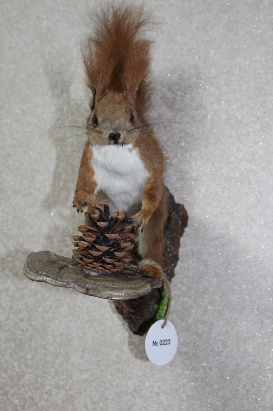 0223 Magnificent Collection of Real Stuffed Squirrel Taxidermy sciurus ...