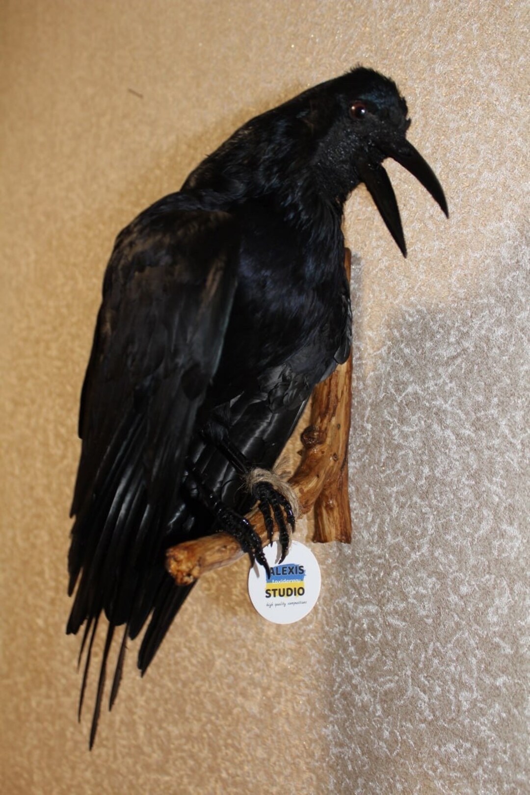 0121 Taxidermy Stuffed Bird ROOK (crow, Corvus) Wall Mount - Etsy