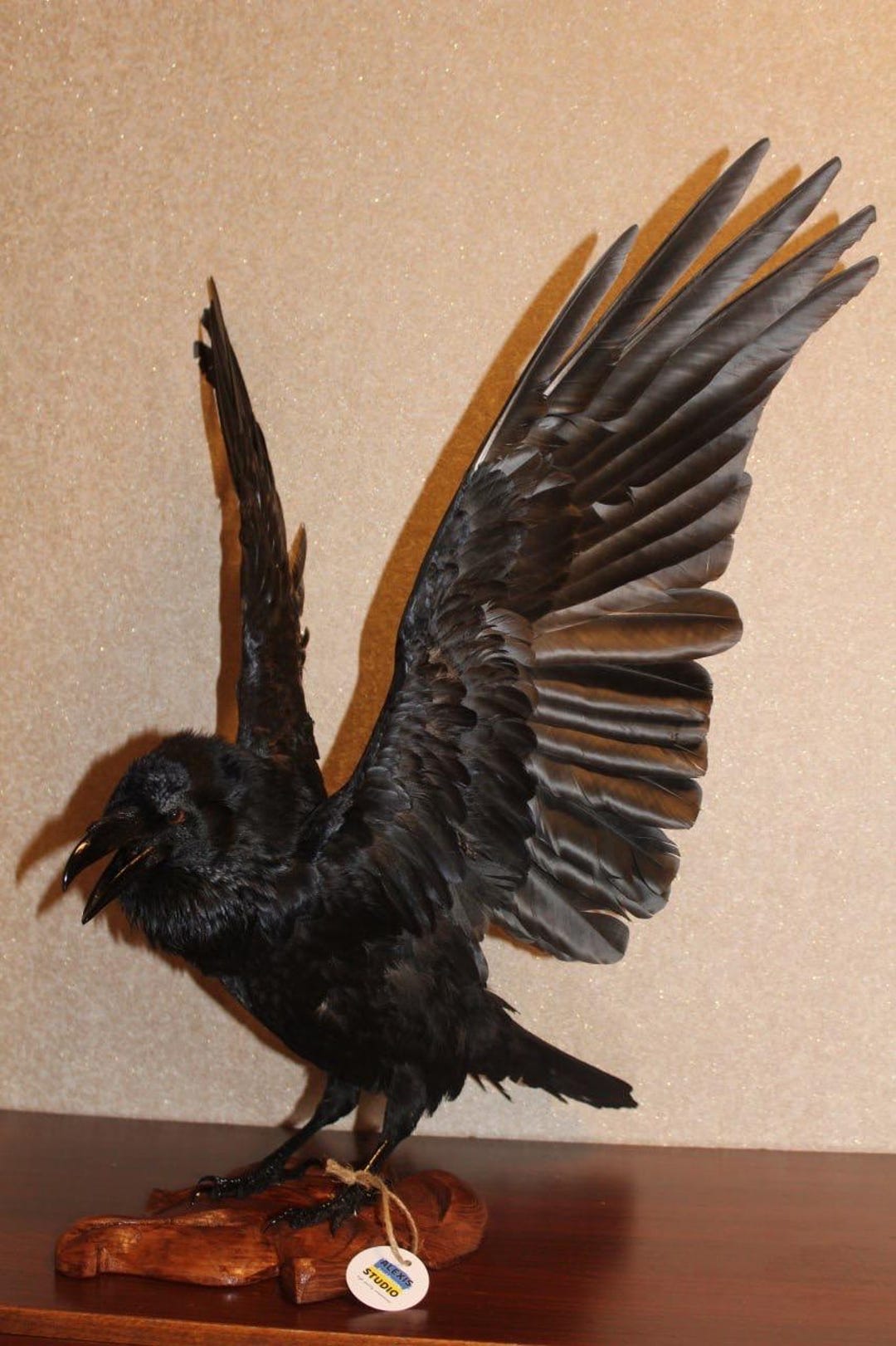 0391 Taxidermy Stuffed Bird Carrion Crow (corvus Corone) Eurasian Raven ...