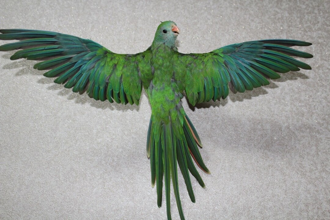 0247 Hybrid Rosella Parakeet Large Parrot Green Bird Real Taxidermy - Etsy