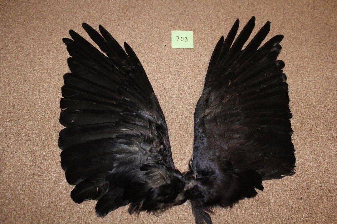 0703 Taxidermy Raven Beautiful Wings Crow (corvus) Rook - Etsy