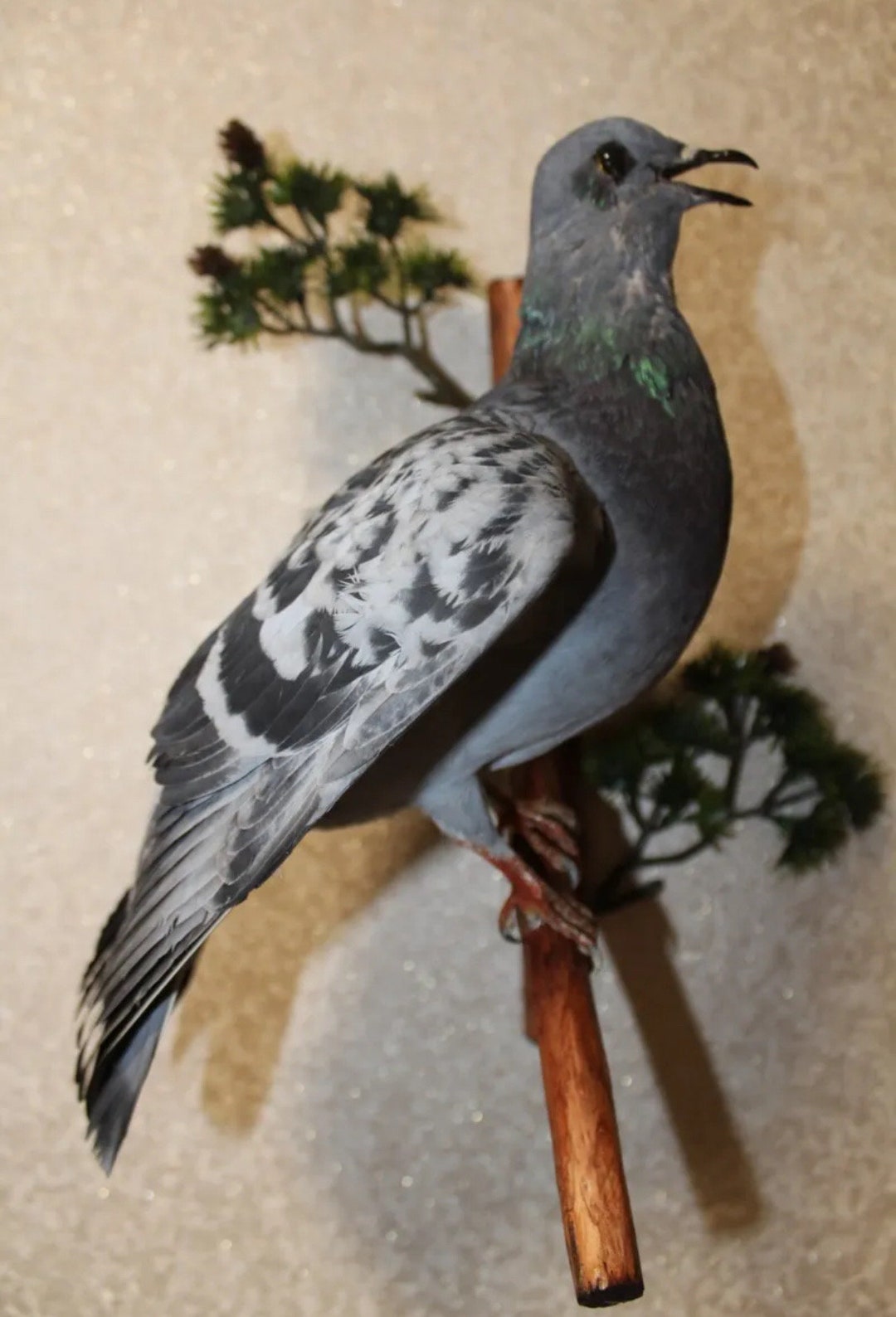 0272 Taxidermy Stuffing Eurasian Pigeon Dove Bird Oddities Curiosities ...