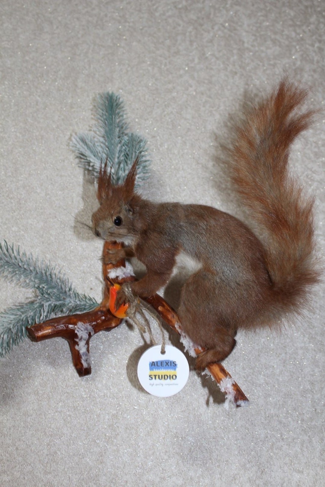 0271 Magnificent Collection of Real Stuffed Squirrel Taxidermy sciurus ...