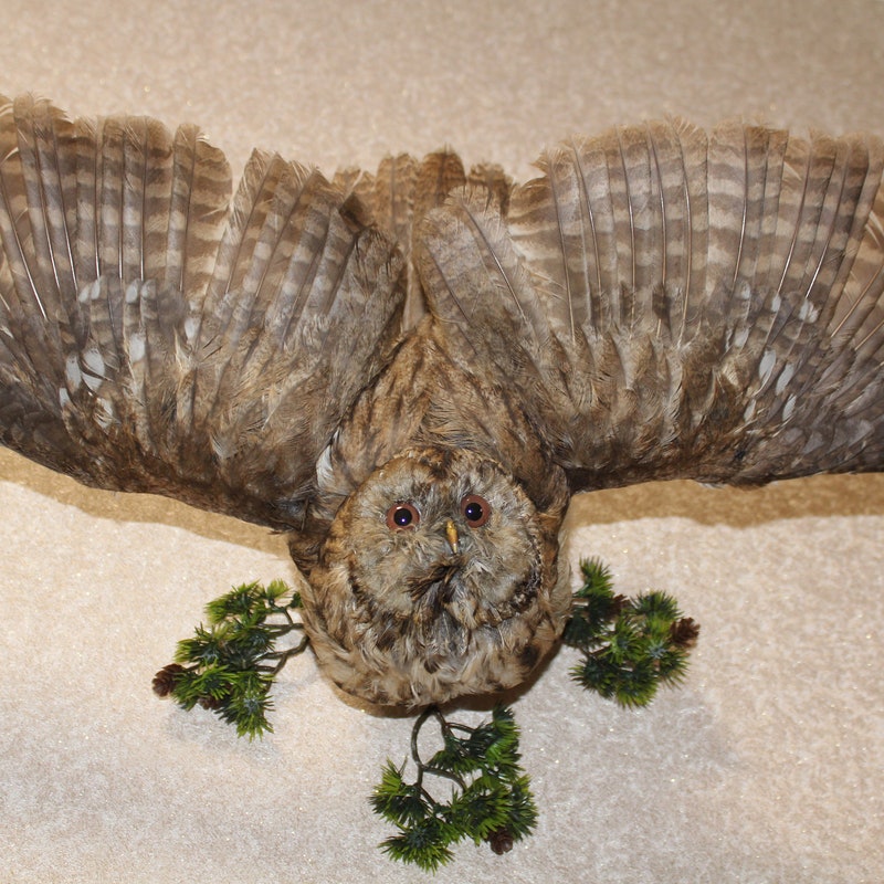 Taxidermy Owl - Etsy