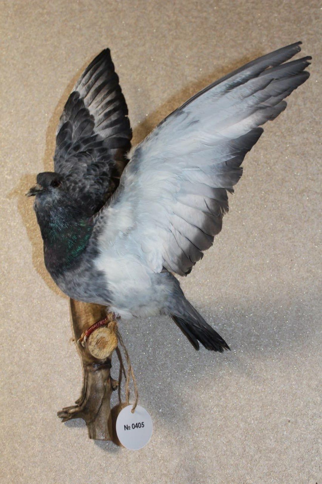 0405 Taxidermy Stuffing Eurasian Pigeon Dove Bird Oddities Curiosities ...