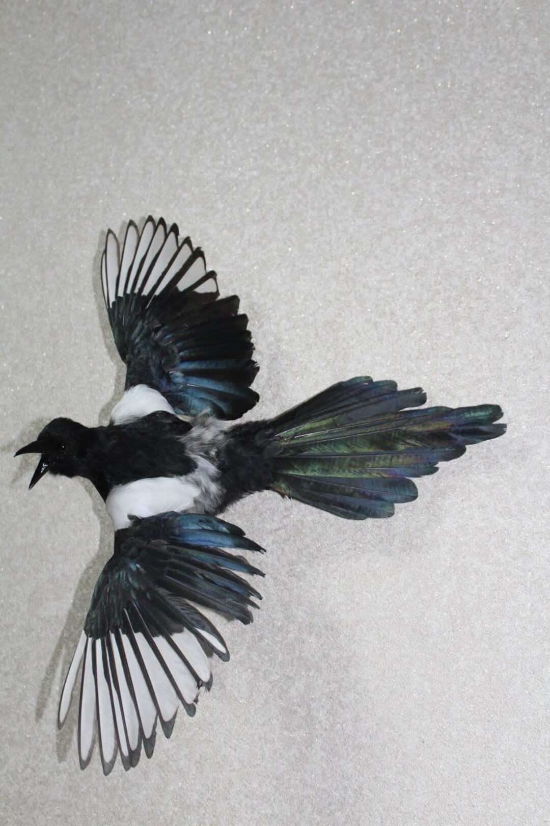 0381 Taxidermy Magpie (pica Pica) Wall Mount Stuffed Bird - Etsy