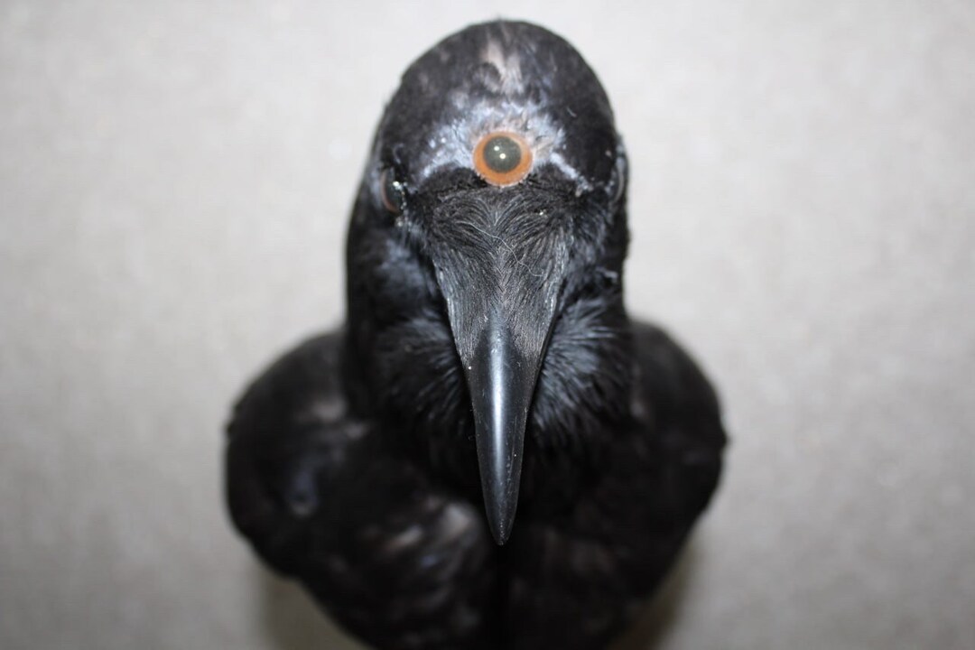 0242 Taxidermy Stuffed Three-eyed Bird Carrion Crow (corvus Corone ...