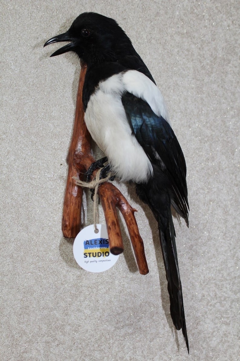 0268 Taxidermy Magpie pica Pica Wall Mount Stuffed Bird - Etsy