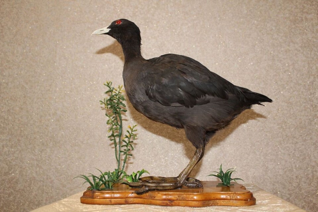 Taxidermy Stuffed Bird Common Coot fulica Atra Standing Mount Excellent ...