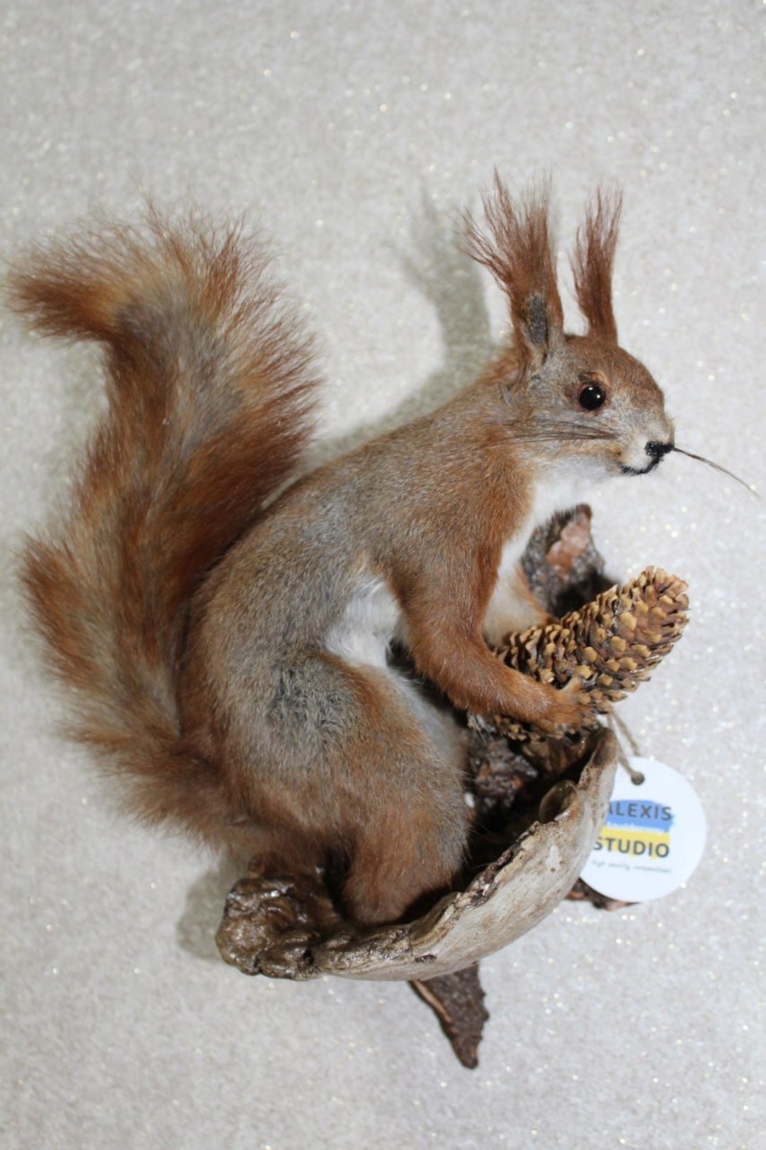 0224 Magnificent Collection of Real Stuffed Squirrel Taxidermy sciurus ...
